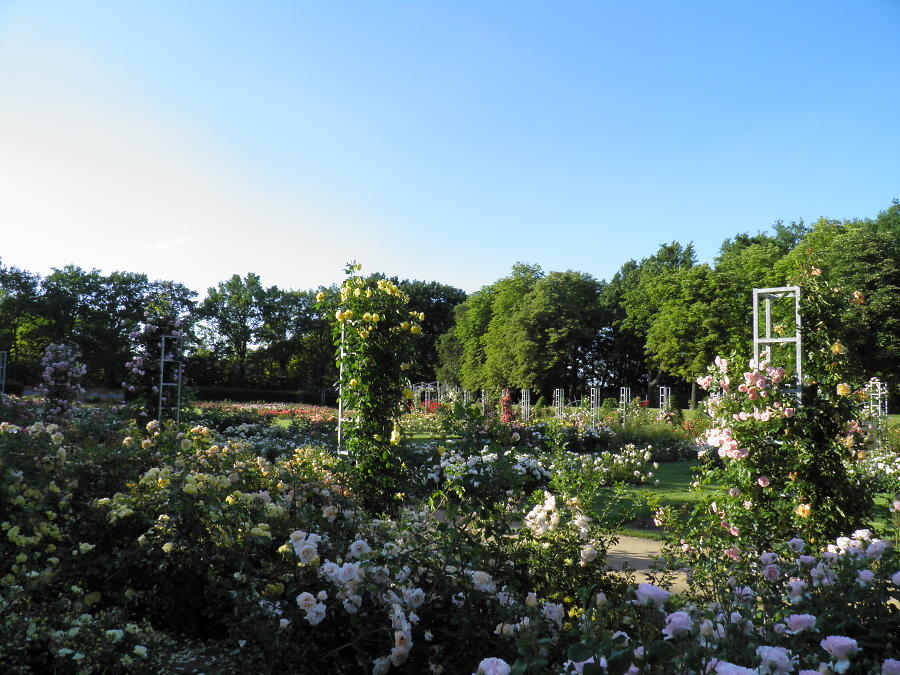 Ostdeutscher Rosengarten Forst (Lausitz) - Rosenpark