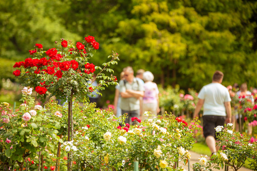Ostdeutscher Rosengarten Forst (Lausitz) - Startseite