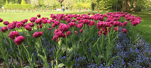 Ostdeutscher Rosengarten Forst (Lausitz) - Startseite
